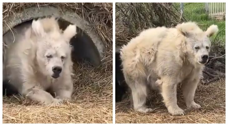 El increíble video de un oso saliendo de su período de hibernación